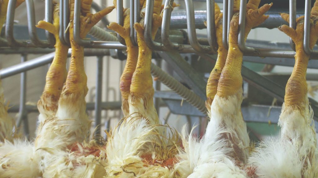 "Flexibility" kalonice - rješenje za uslužno klanje